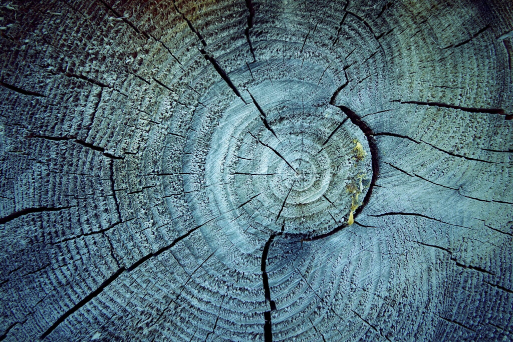 ToF Behang bomen boomstam close-up | ToF behang aan je muur